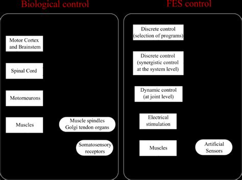 A Model Of A Hierarchical Controller For Functional Electrical Download Scientific Diagram