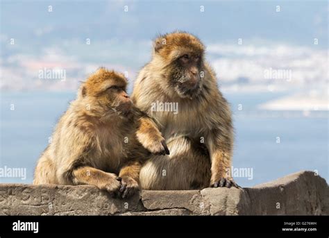 Une Paire De Singes De Barbarie Macaca Sylvanus Rocher De