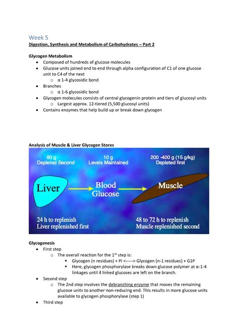 week 5 biochem full notes week 5 digestion synthesis and