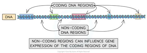 Influence Of Genetic Variants On Phenotype Ocr Gateway Gcse Biology
