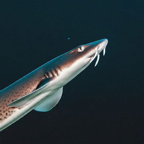 12 Smallest Shark Species A Comprehensive Exploration Shark Truth
