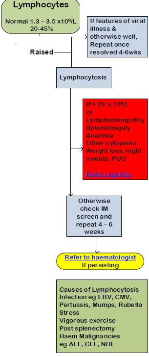 High White Cell Count Lymphocytes Gpnotebook