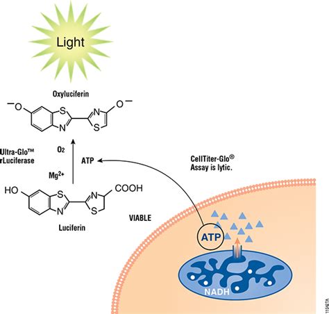 Reproducible Drug Screening Assays Using Single Organoids