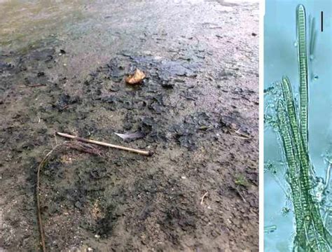 Homoeothrix Microscopesandmonsters