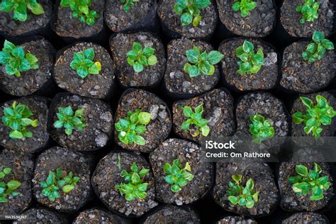 식물 화분 온실 정원 또는 종묘장에 있는 Impatiens 묘목의 행 판매할 종묘장의 화분에 파종된 식물 선택적 초점 맞추기의 상위 뷰 봉선화에 대한 스톡 사진 및 기타