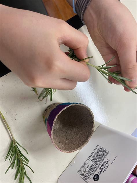 부산 학교텃밭 로즈마리 꺽꽂이하면 뿌리가 나올까요 네이버 블로그