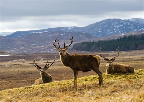Red Deer Rutting In Scotland 2024 Roveme