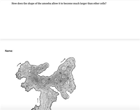 I Need Help Figuring Out How To Calculate Surface Area And Course Hero
