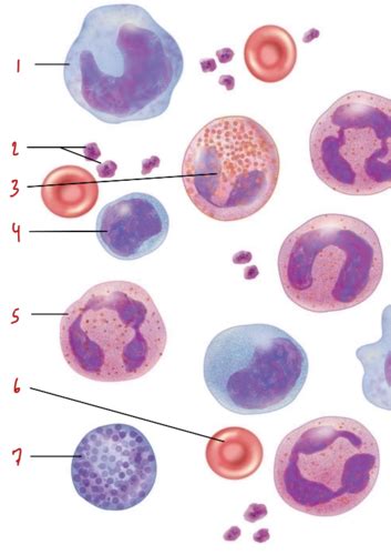 Lab C Leukocyte Images Flashcards Quizlet
