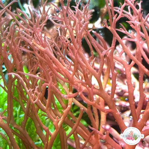 Succulent Orange Gracilaria Macroalgae Gracilaria Sp Mosaicmacros