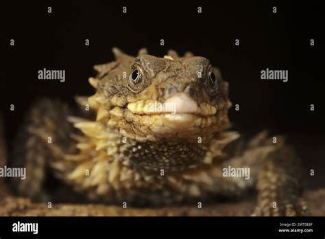 Giant Girdle Tail Smaug Giganteus Cordylus Giganteus Captive