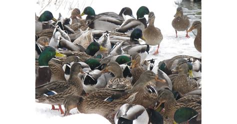 Знаете ли разликите при зимно отглеждане на патици и пилета Български Фермер