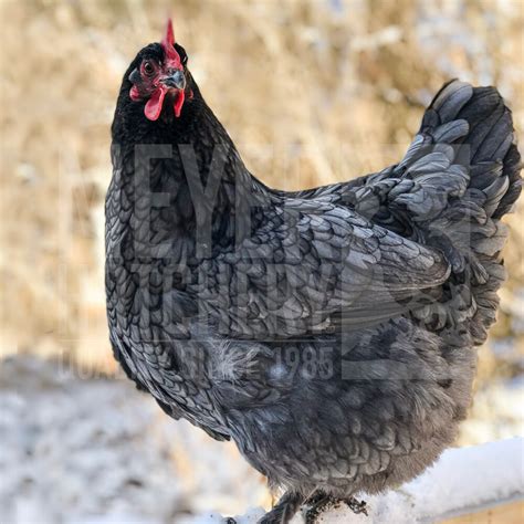 Lemon Orpingtons Blue Copper Marans