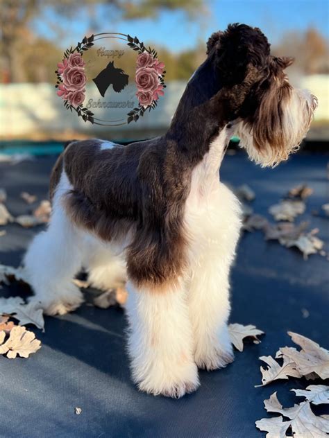 Schnauzer Colors Happy Schnauzers Of Kansas