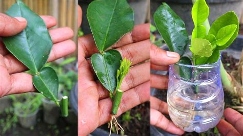 The Foolproof Method Of Propagating Lemons From Leaf Cuttings In