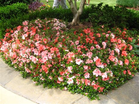 Bedding Plants Ground Cover Garden Plant