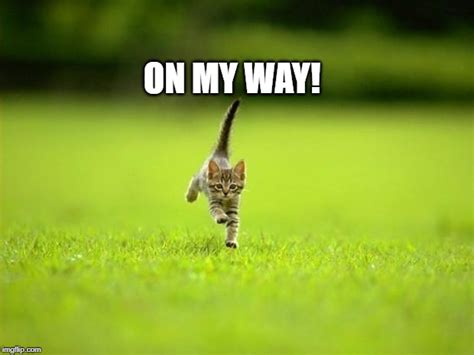 Running Cat Imgflip