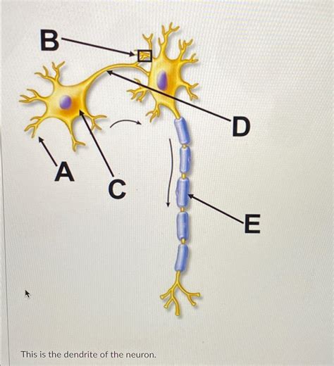 Solved This Is The Dendrite Of The Neuron Chegg Com