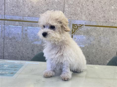 말티푸 루이 푸숑특징 고양이특징 랙돌특징 러시안블루특징 먼치킨특징 브리티쉬숏헤어특징 노르웨이숲특징 데본렉스특징 뱅갈특징 샴특징 셀커크렉스특징 스코티쉬폴드특징 스핑크스특징