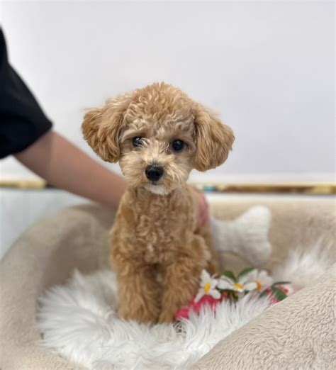 토이푸들 모카 스피츠성격 시바견성격 시베리안허스키성격 시츄성격 요크셔테리어성격 웰시코기성격 이탈리아그레이하운드성격 치와와성격 코카스파니엘성격 폼스키성격 폼치성격 폼피츠성격