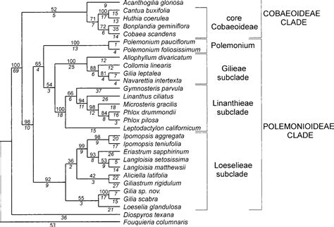 American Journal Of Botany