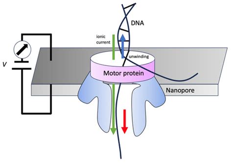 Entropy Special Issue Entropy In Cell Biology And Biophysics From Gene Expression