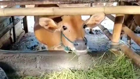 Usaha Ternak Sapi Bali Perawatan Mudah Dengan Peluang Tinggi