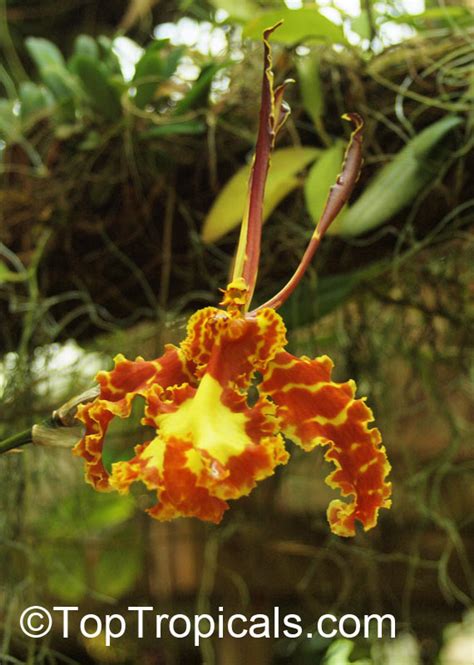 Psychopsis Papilio Butterfly Orchid Top Tropicals Plant Encyclopedia