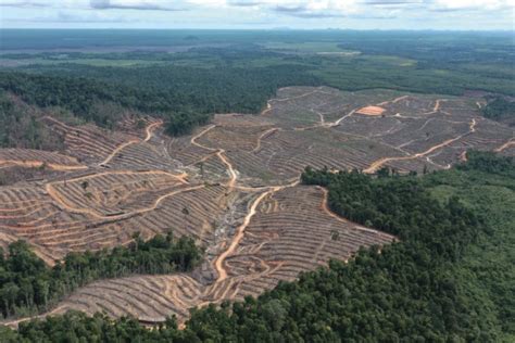 Deforestation And Fires Persist In Indonesias Pulpwood And Biomass