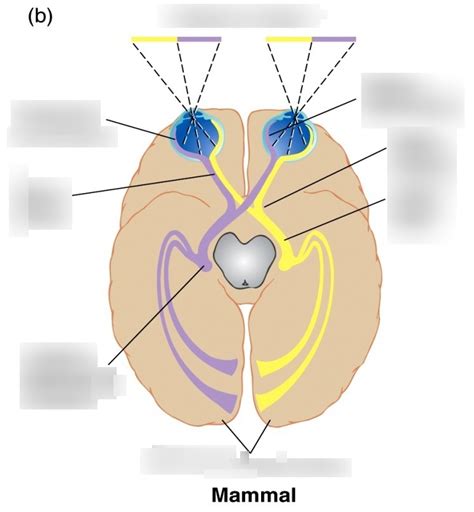 exam 4 visual cortex 2 diagram quizlet