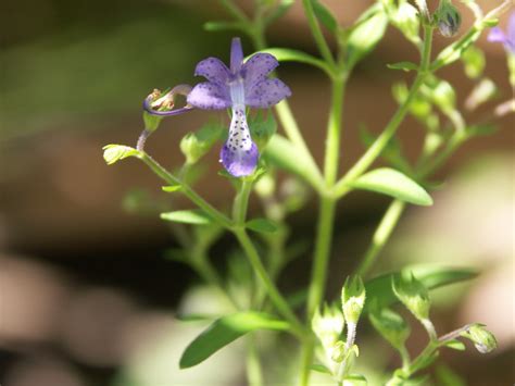 Trichostema Spp Setaceum Blue Curls John Winder Flickr
