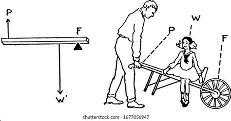First Second Third Class Lever Examples
