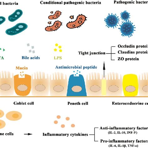 Functional Role Of The Intestinal Barrier Download Scientific Diagram