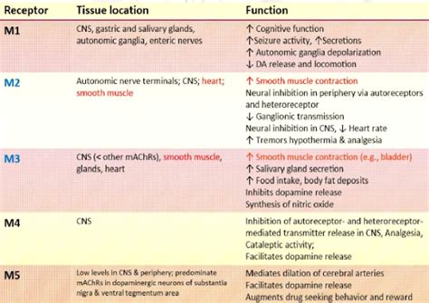 Cholinergic Receptors Muscarinic And Nicotinic And Their Distribution
