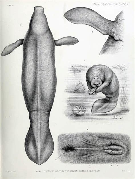 Rule 34 1885 19th Century Absurd Res Ancient Art Anus Biological