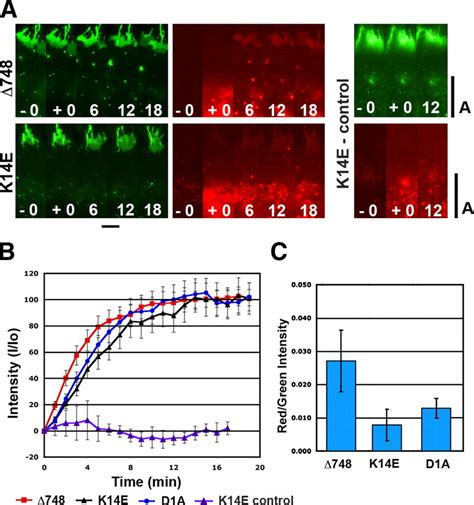 X Dimerization Interface Is Not Essential For Mutant Recruitment Into