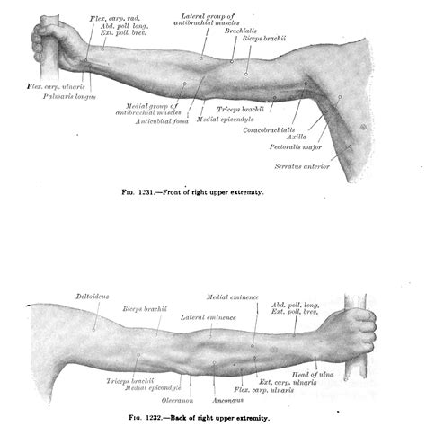 Dibujo De Anatomía Vertical Y Texto De La Extremidad Superior Derecha Del Siglo Xix Foto Premium