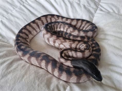 Axanthic Black Headed Python For Sale Au Reptile