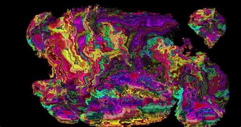 Cerebral Cortex Stock Video Footage For Free Download