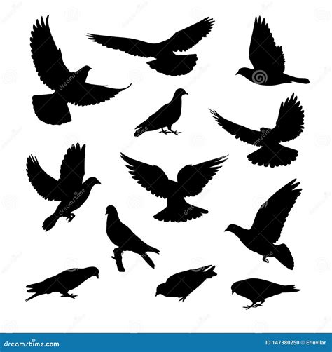 Pigeon Silhouettes Vector Set Stock Vector Illustration Of Feather