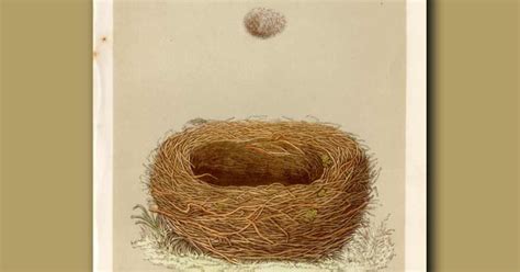 Meadow Pipit Nest And Egg Genuine Antique Print For Sale