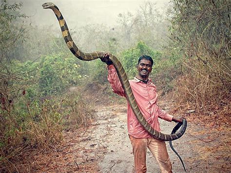 World Record King Cobra