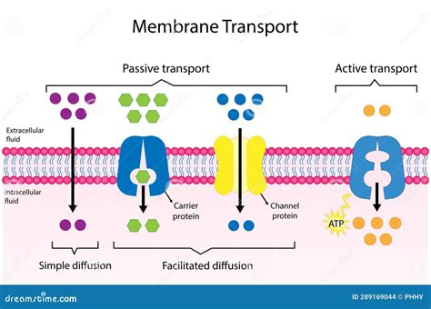 Active Vs Passive Transport Molecules Movement In Cell Membrane