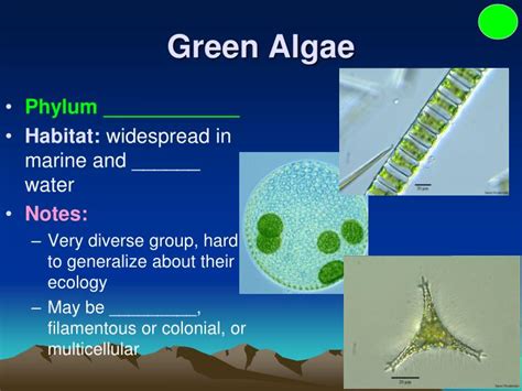 Ppt Green Algae Powerpoint Presentation Free Download Id2391377
