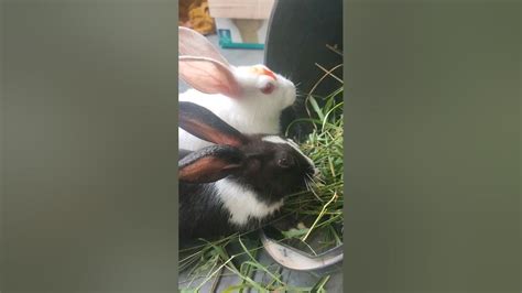 দেশি খোরগোস Youtube