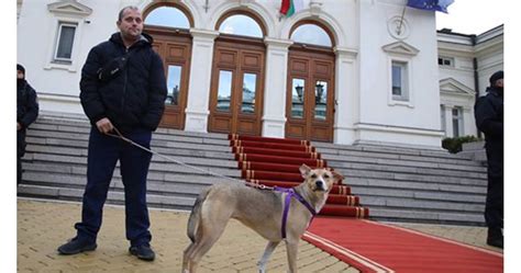 Събират пари за храна на кучето Депутат