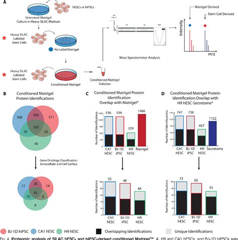Figure 4 From Mass Spectrometrybased Proteomic Analysis Of The Matrix Microenvironment In