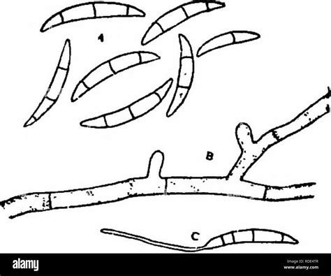 The Fungi Which Cause Plant Disease Plant Diseases Fungi Fia 439 —fusarium On Corn After