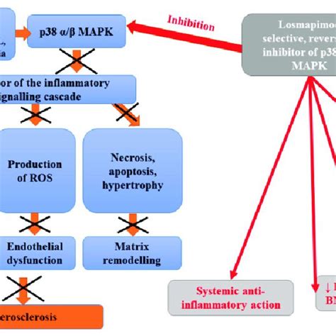 Beneficial Activities Of Losmapimod In Atherosclerosis Abbreviation