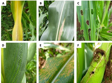 a novel computer vision based deep learning model for plant disease and